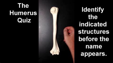 Humerus Diagram Quiz Medicalgraphics Drawing Bones Of Arm Lateral