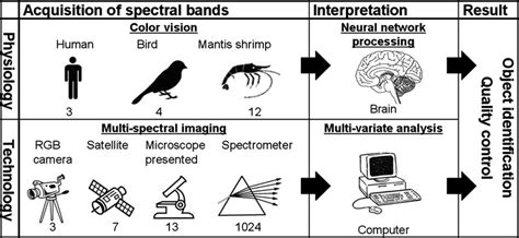 Relation Between Color Vision Multispectral Imaging Multivariate Download Scientific Diagram