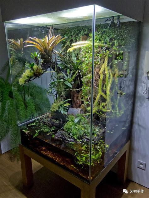 國外大神雨林藻澤缸全程DIY開缸記錄 每日頭條