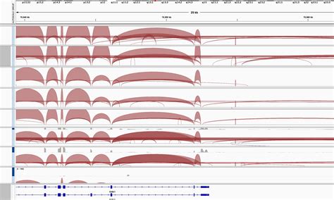 smn1 smn2 · issue 244 · xinglab rmats turbo · github