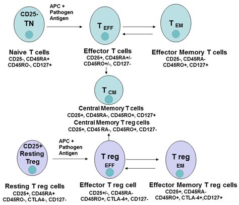 Memory T Cells Cartoon
