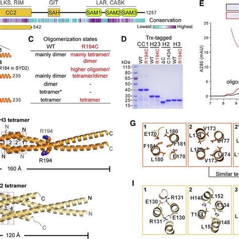 Biochemical And Structural Analysis Of Coiled Coil Mediated Download Scientific Diagram