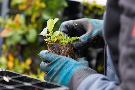 Tree Seed Collection Trees For Life