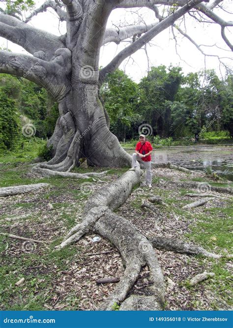 Tree Roots Bizarre Fabulous Shape With A Man In A Cap Stock Photo