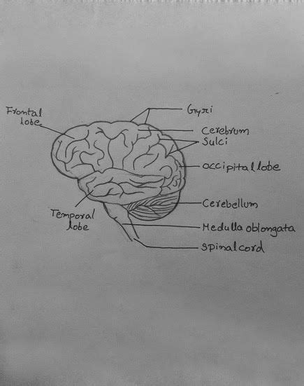 How To Draw The Human Brain Step By Step Tutorial
