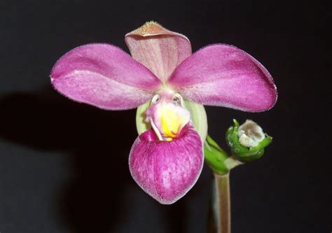 Cats And Catts Phrag Fabulous