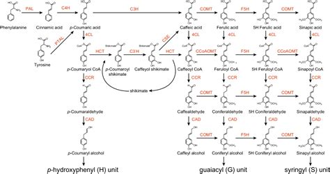 Frontiers Transcriptional And Post Transcriptional Regulation Of