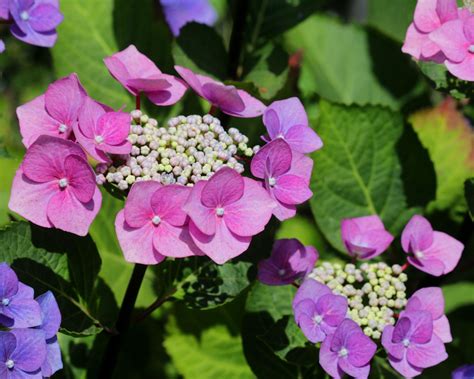 How To Propagate Hydrangeas From Cuttings The Easy Way Homes And