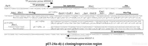 The Terminator Sequence Of The T7 Promoter Genspark The Terminator Sequence Of The T7 Promoter Genspark