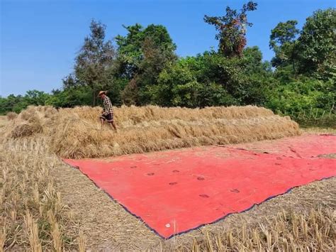 ကချင်ပြည်နယ်အတွင်းရှိ မြို့နယ်သုံးခုက စိုက်ပျိုးစရိတ်ချေးငွေ ချေးထားက