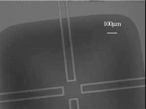 Sem Of The Patterned Polysilicon In A Windowed Single Strip Sensor