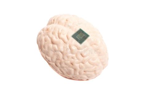 Human Brain Anatomical Model With Cpu Processor Microchip Stock Image Image Of Instructions