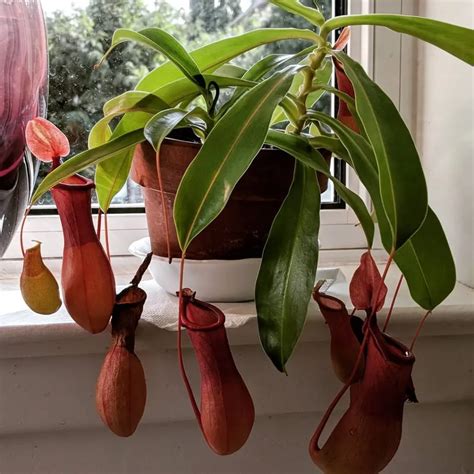 18 Types Of Pitcher Plants With Photos Interesting Facts Included For