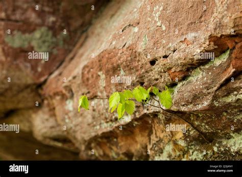 Tree Growing Out Rock Hi Res Stock Photography And Images Alamy