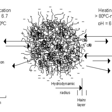 Casein Micelle Model By Holt 1992 Download Scientific Diagram