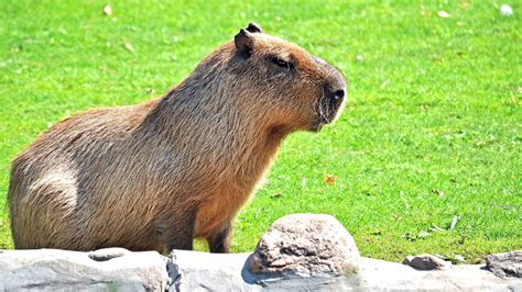 КАПИБАРА ᐈ Фото и описание