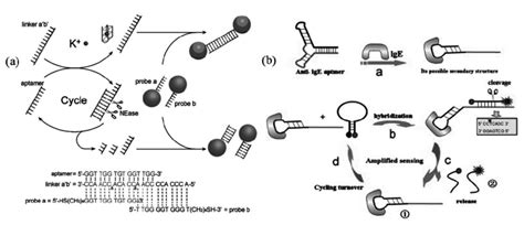 11 Nicking Endonuclease Assisted Signal Amplification Nesa A Nesa Download Scientific