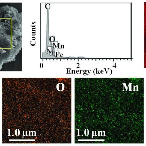 Sem Image Of Fe 3 O 4 Ncs Mn And Corresponding Eds Elemental Mapping Download Scientific