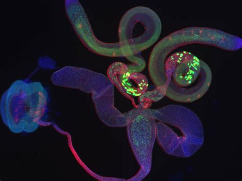 Reproductive Aging Cornell Reproductive Sciences Center