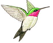 Hummingbird Ruby Throated