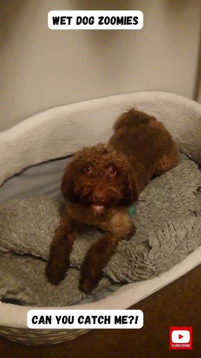 Wet Cockapoo Getting The Zoomies Cockapoo Youtube