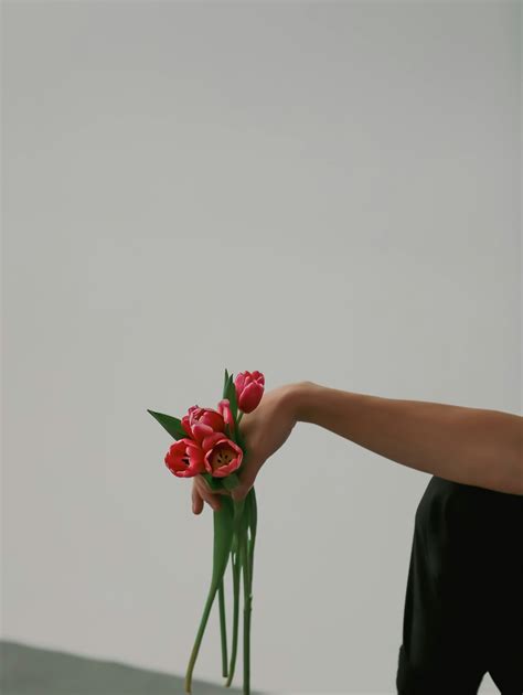 Безкоштовне стокове фото безтурботний букет весняні квіти вишуканість гармонія граціозний