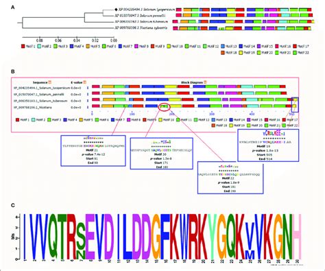 A The Motif Scan Analysis Represented Along With Phylogenetic Tree
