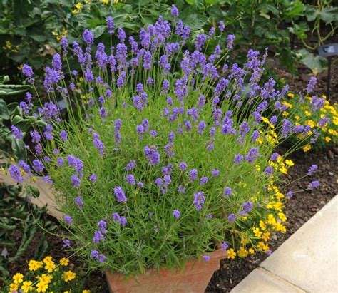 Отглеждане на лавандула засаждане подрязване и грижа за лавандулата Градинарство 2025