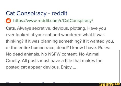 Cat Conspiracy Reddit Cats Always Secretive Devious Plotting Have You Ever Looked At Your