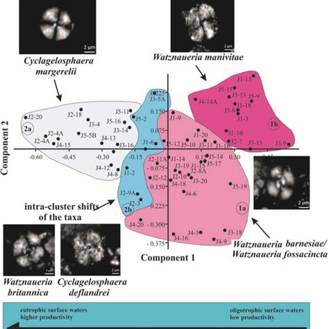 Principal Component Analysis Pca Showing Cluster Distribution