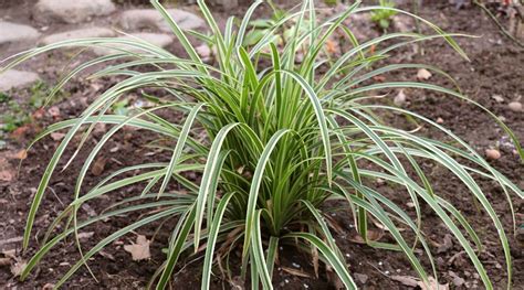 11 Best Ornamental Grasses For Shade