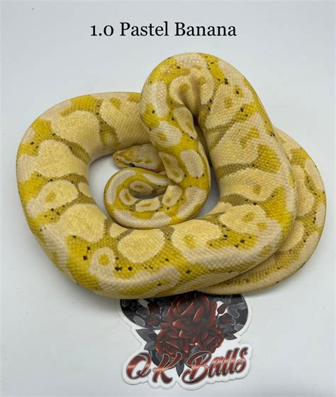 Banana Pastel Ball Python By Okballs Morphmarket