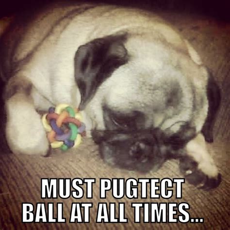 Pugtect Ball The Tomcat Life
