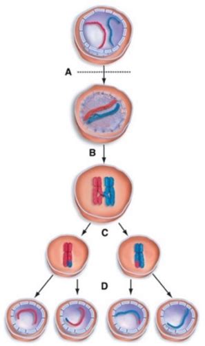 Biology Final Exam Flashcards Quizlet