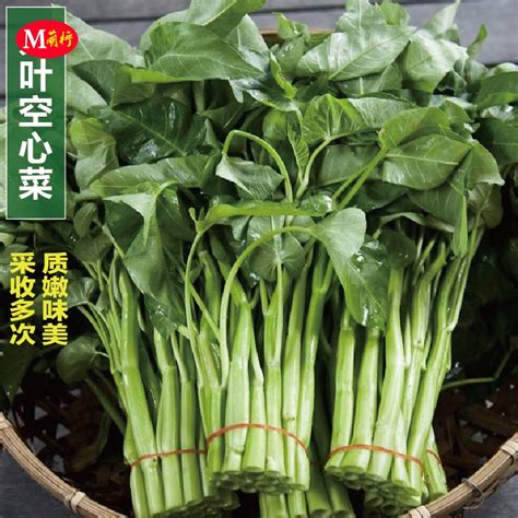大叶空心菜种子水蕹菜通心菜籽农家春秋季四季阳台庭院蔬菜种籽孑 虎窝淘