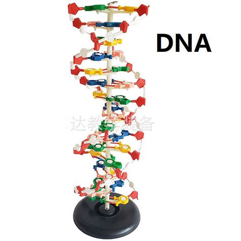 Dna Double Helix Structure Model 60cm Cm Cm Geneti Vicedeal