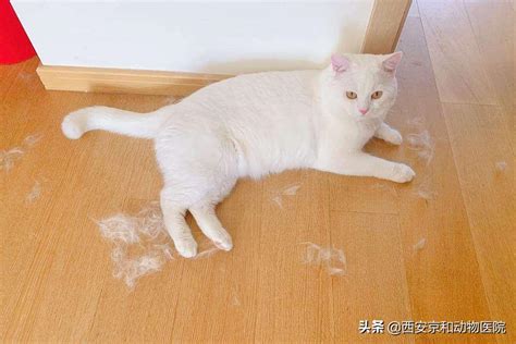 猫咪掉毛烦烦烦怎么减少猫掉毛 知乎