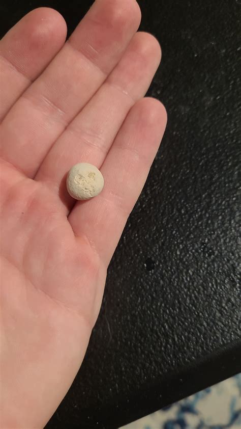 What Is This Found In Fossil Turtle Shell Rfossilid
