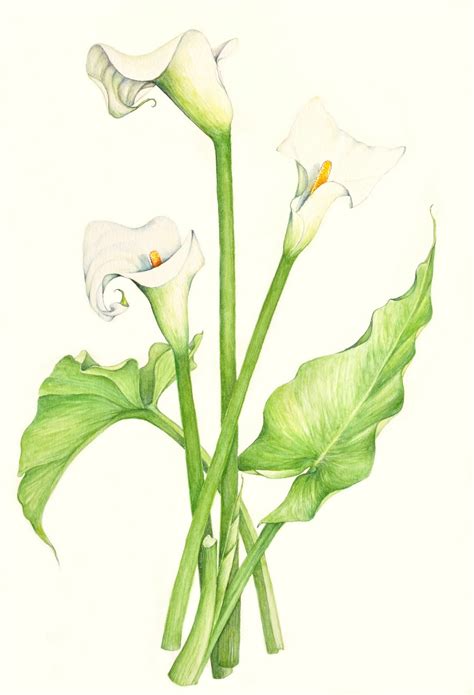 Simple Calla Lily Drawing At Getdrawings Free Download