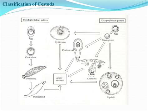 Ppt Phylum Platyhelminthes Flatworms 1 Cestoda Tape Worms 2 Trematoda Flukes