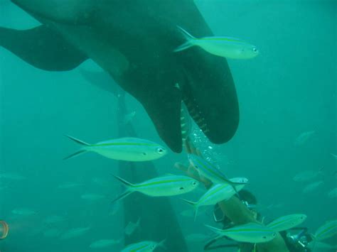False Killer Whales The Friendly Master Of Echolocation Ocean Info