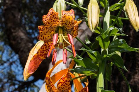 Plant Of The Month Humboldt Lily