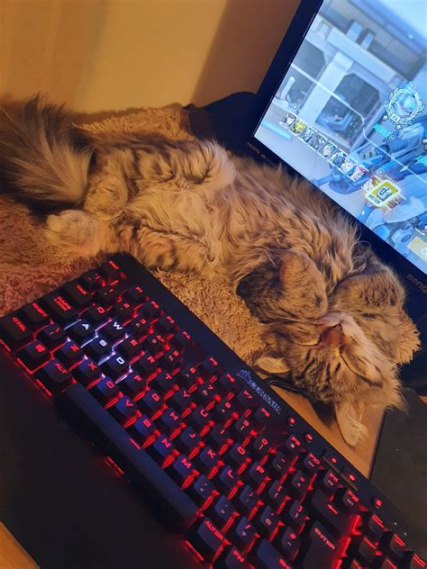 All Feetsies Curled R Curledfeetsies