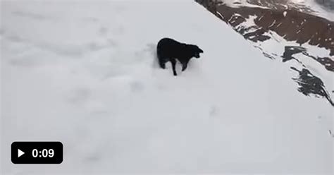 Doggy Style 9gag Doggy Style 9gag