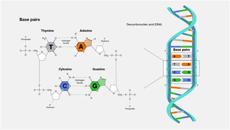 Chondroblast Biology Simple