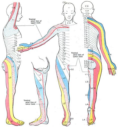 Dermatome Anatomy Wikipedia Dermatomes Chart And Map