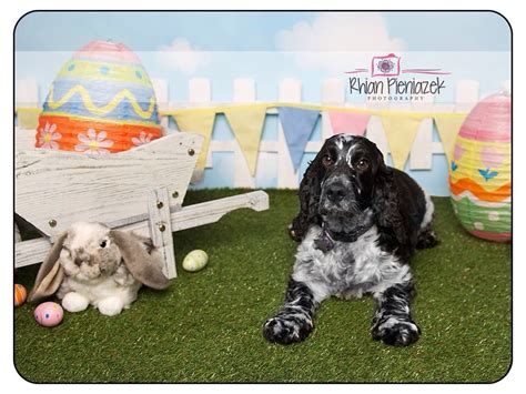 Easter Mini Session With A Cocker Spaniel