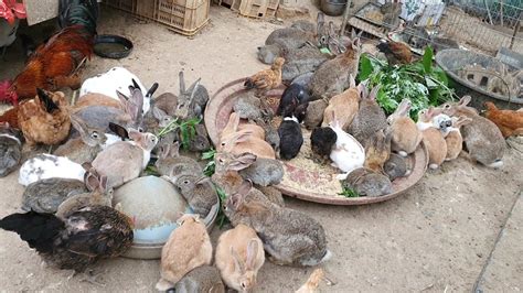 토끼 닭 병아리 함께 모여서 저녁을 맛있게 먹습니다 Youtube