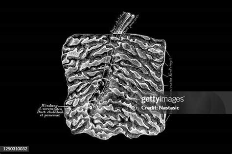 77 Human Duodenum Stock Illustrations High Res Illustrations Getty Images