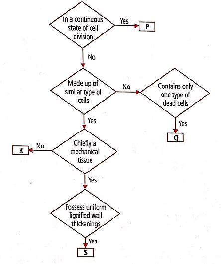 Study The Flow Chart Given Below Which Of The Following Statements Is Incorrect Regarding This